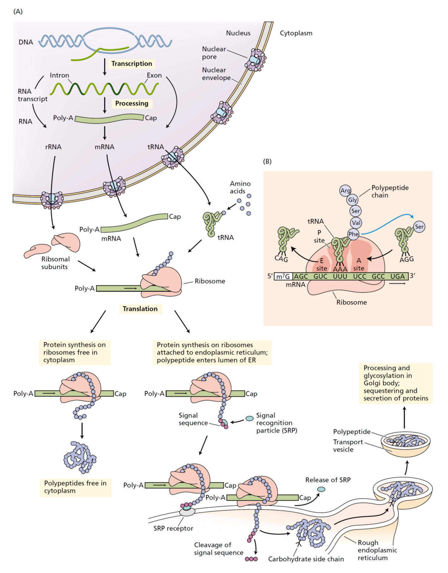 Plant Cell Physiology - spring-lake .net