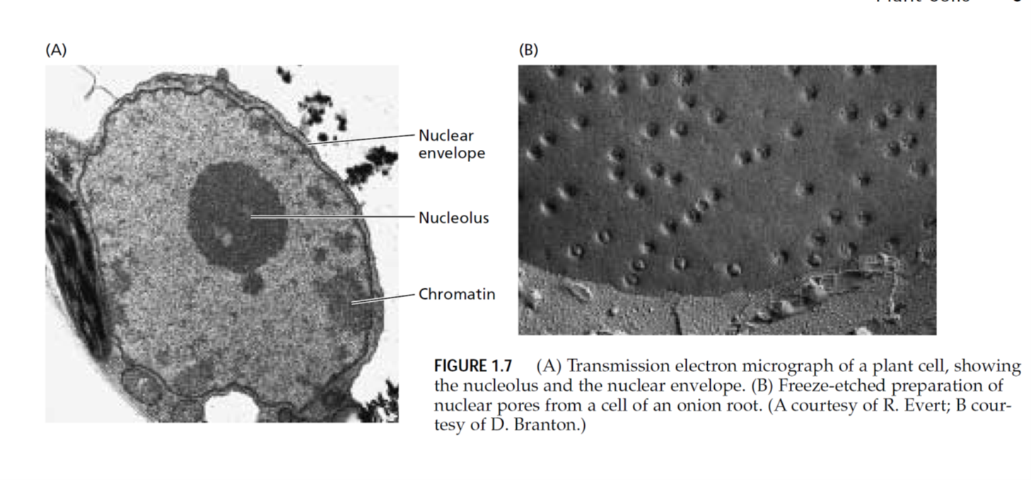 Plant Cell Physiology - spring-lake .net