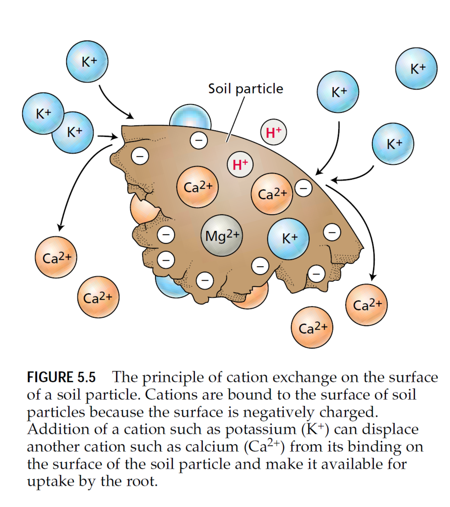 Soil and Roots - spring-lake .net