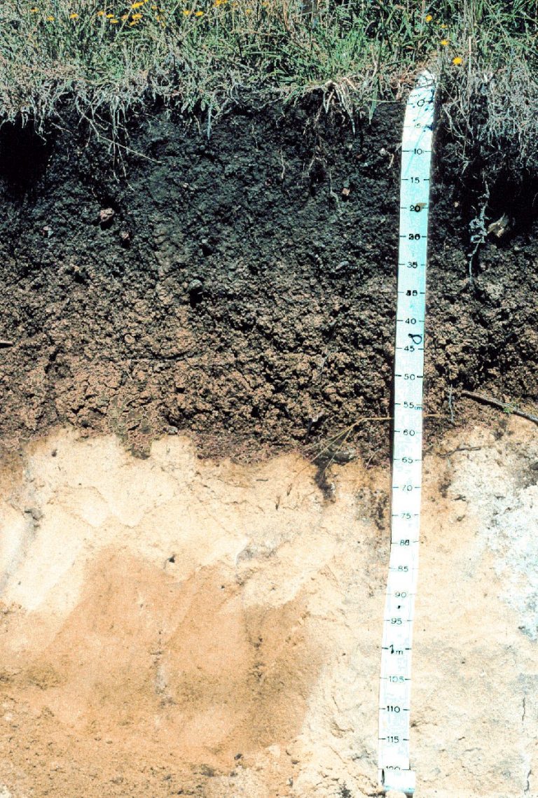 Calcareous Soils - spring-lake .net