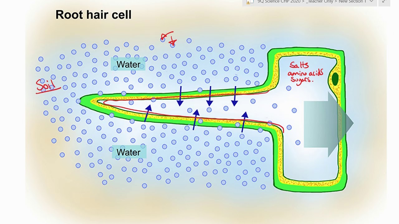 plant water and transport - spring-lake .net